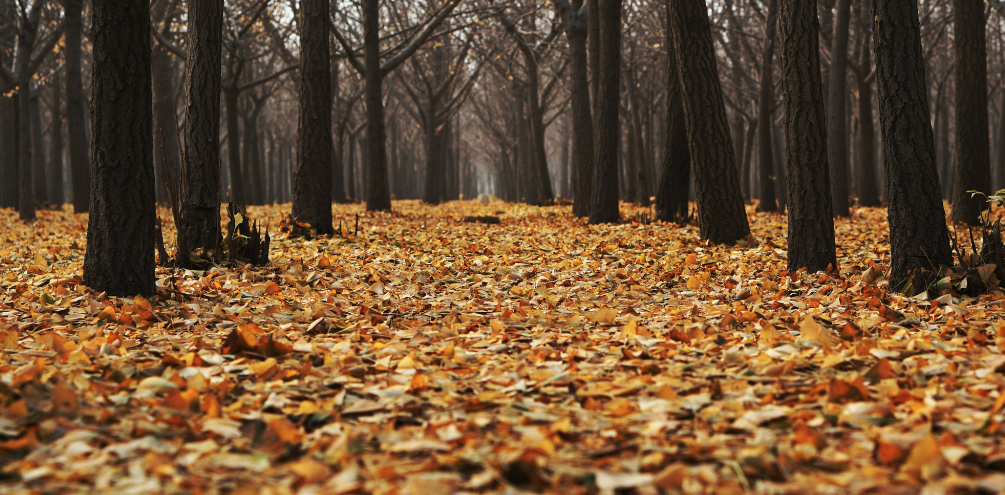 The Path to Zero CVEs: Vanquishing Cyber Threats